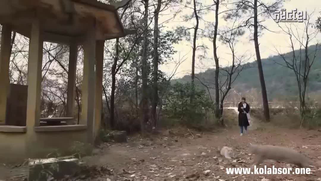 រឿង មន្តស្នេហ៍ទេពធីតាឆ្មា ភាគ 01 - TNAOT