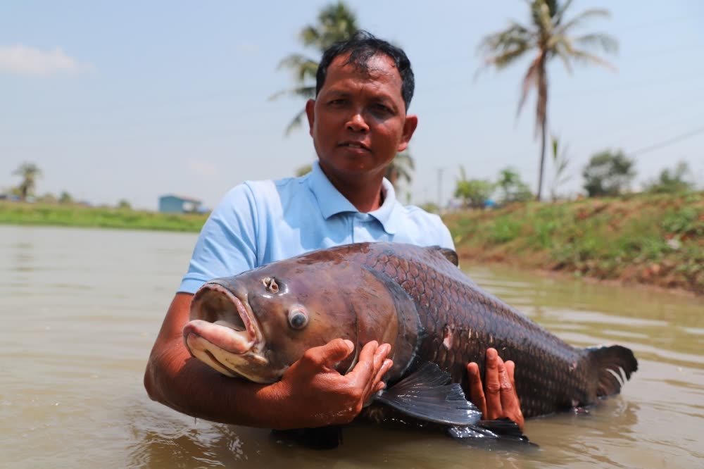 ត្រីគល់រាំង៤ក្បាល ត្រូវបានយកទៅថែបំប៉នបន្តមុនលែងចូលទន្លេធម្មជាតិវិញ - TNAOT
