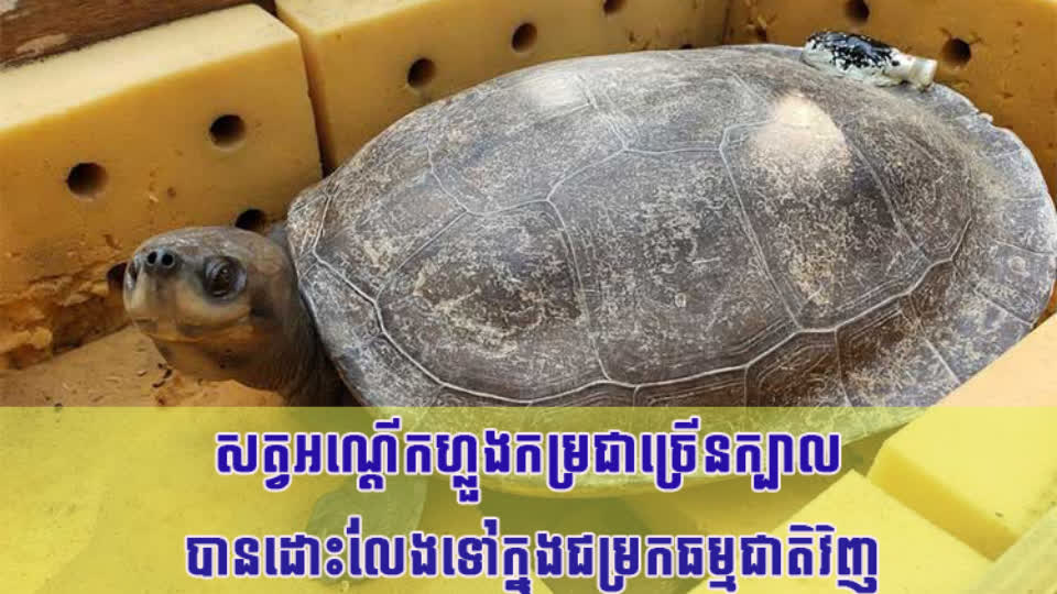 អណ្តើក កម្រ ចំនួន ២០ ក្បាល ត្រូវបាន ដោះលែង ទៅក្នុងជម្រក ធម្មជាតិ វិញ ...